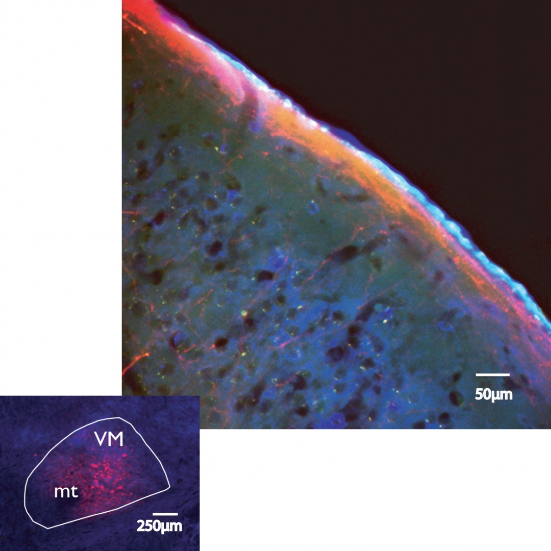 bmbu FY2013 Annual Report | Okinawa Institute of Science and Technology ...