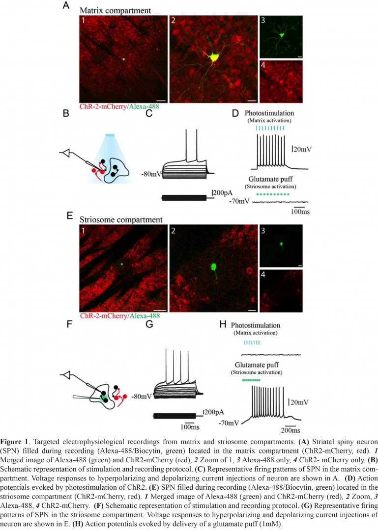 bmbu FY2014 Annual Report | Okinawa Institute of Science and Technology ...
