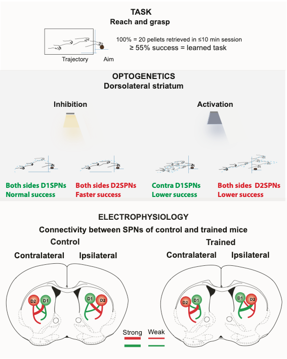 bmbu FY2019 Annual Report | Okinawa Institute of Science and Technology ...