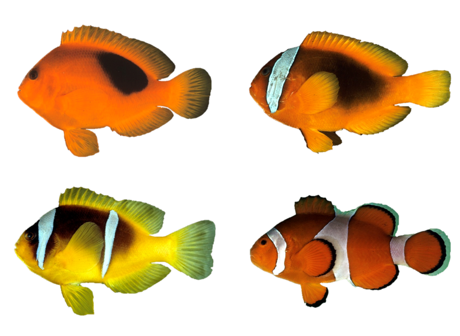 meedu FY2022 Annual Report 3.2 | Okinawa Institute of Science and Technology OIST