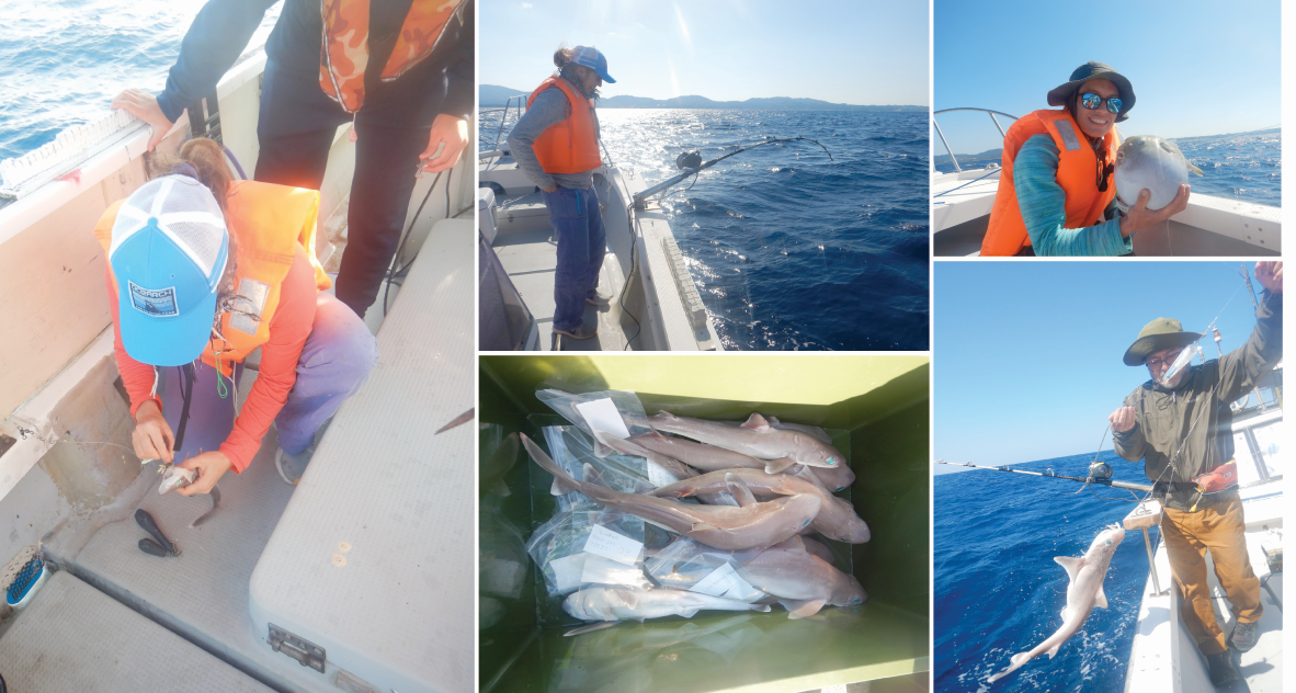 Impressions from a one-day deep-sea shark sampling trip off the coast ...