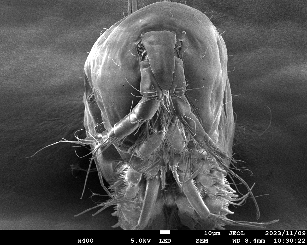 Electron microscope image showing the frontal view of a female Ikanecator primus | Okinawa ...