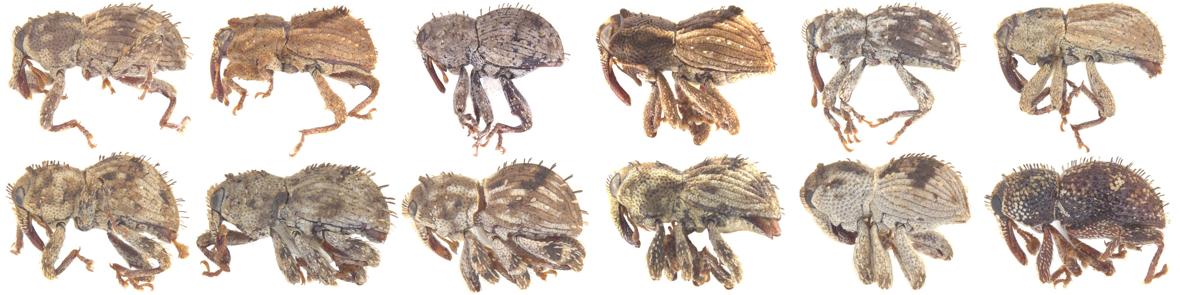 12 new weevil species discovered header | Okinawa Institute of Science ...
