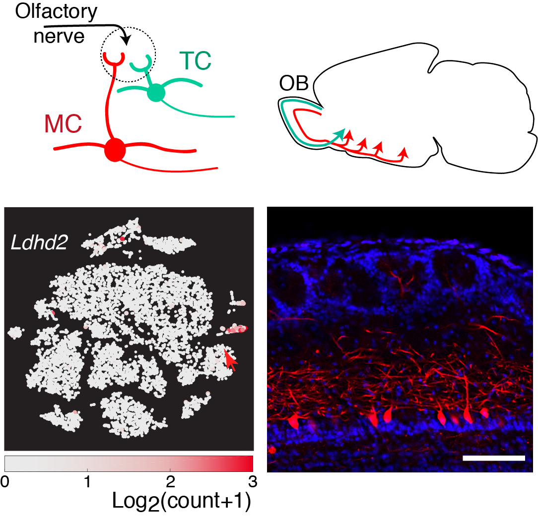 kol | Okinawa Institute of Science and Technology OIST