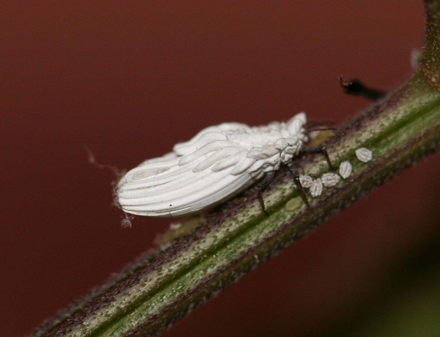 insect | Okinawa Institute of Science and Technology OIST