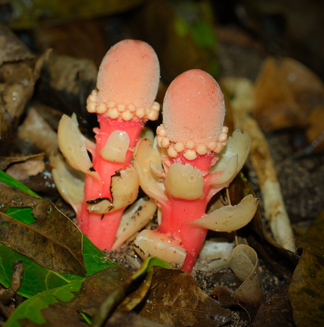 mycoheterotrophic plants | Okinawa Institute of Science and Technology OIST