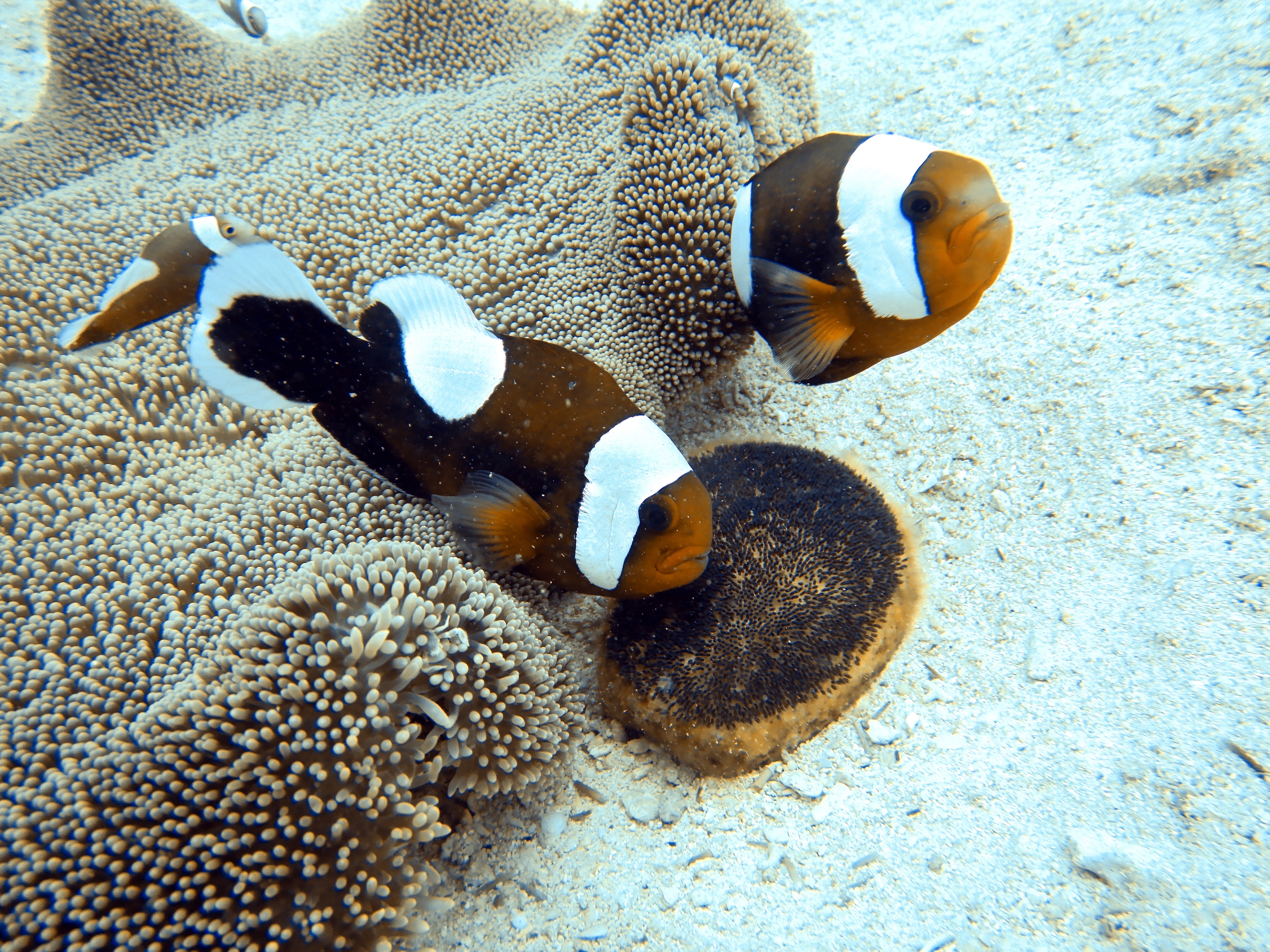 The saddle-back anemonefish (Amphiprion polymnus) in a carpet sea ...