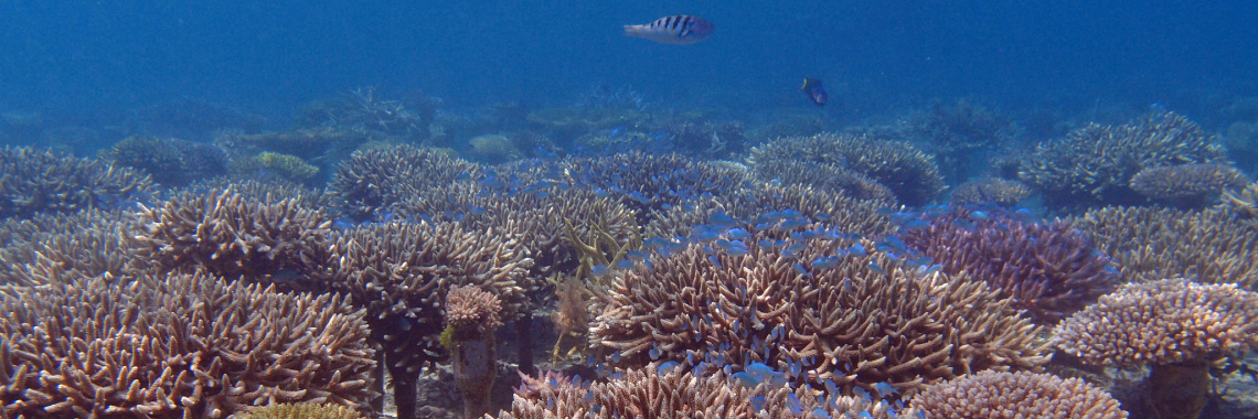 Okinawa Coral Reef Preservation and Restoration Project_onna_hpi2.jpg ...