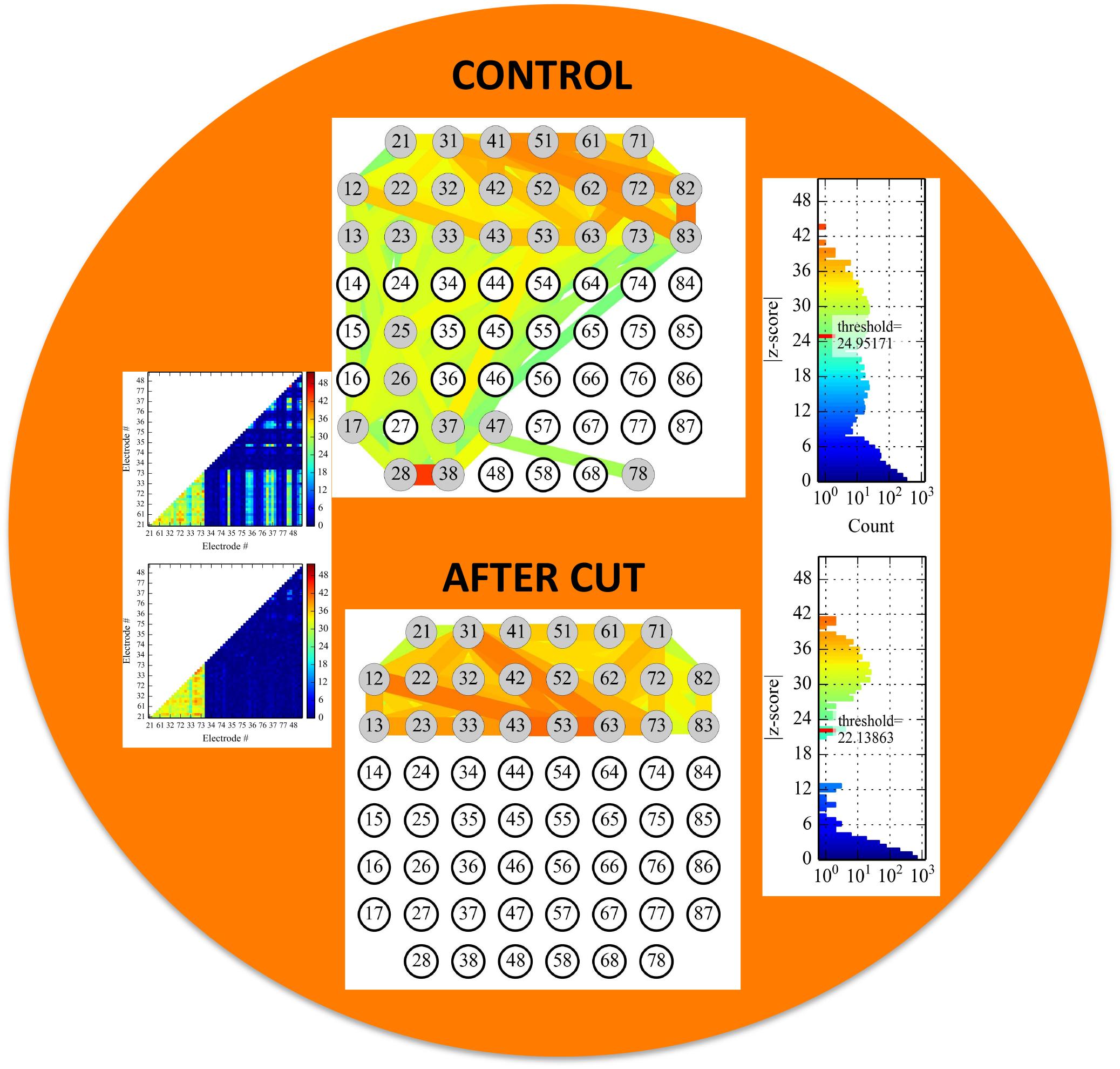 Connectivity map of a Multi-electrode Array (MEA) showing ...