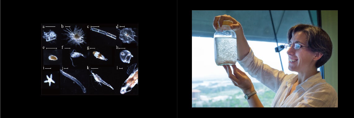 plankton figure.png | Okinawa Institute of Science and Technology OIST
