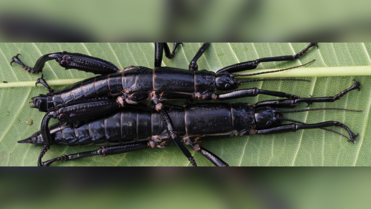 幻の昆虫「ロードハウナナフシ」は生きていた ―― 再発見の物語 | 沖縄科学技術大学院大学（OIST）