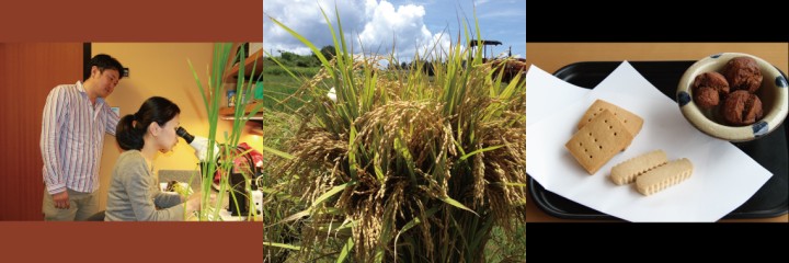 2014-03-26-nanshoku-mai-hpi.jpg | Okinawa Institute of Science and ...