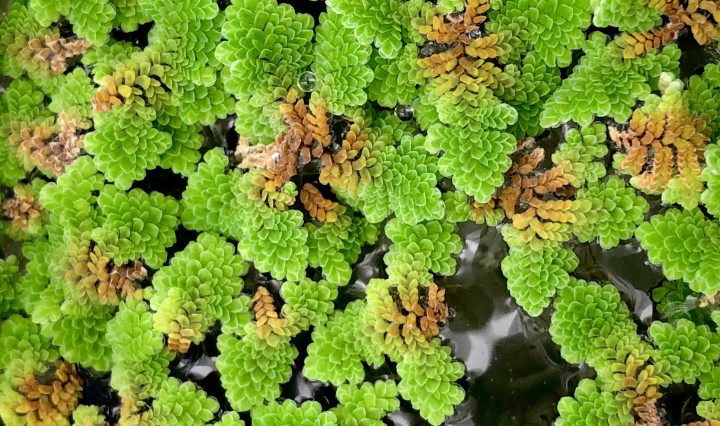 Azolla_pinnata | Okinawa Institute of Science and Technology OIST