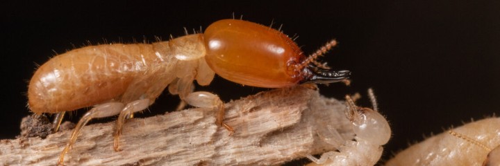A family of termites has been traversing the world’s oceans for ...