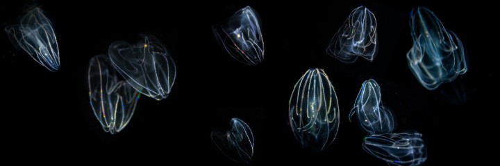 Into the brain of comb jellies: scientists explore the evolution of ...