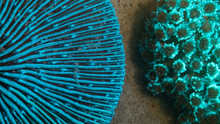 coral project hero | Okinawa Institute of Science and Technology OIST