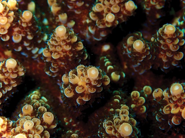 IS23-Acropora digitifera | Okinawa Institute of Science and Technology OIST