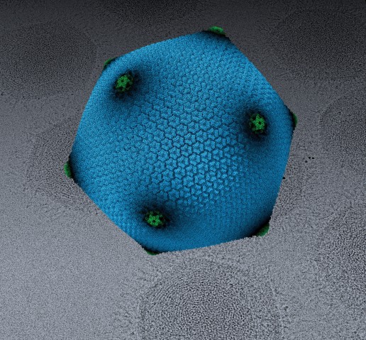 IS23-Cryo-EM Reconstruction of Wiseana Iridovirus | Okinawa Institute ...