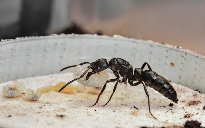 IS23-Ant queen with its brood | Okinawa Institute of Science and ...