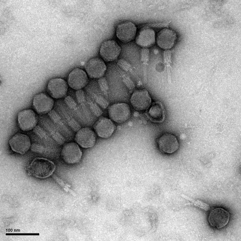 IS23-Bacteriophage | Okinawa Institute of Science and Technology OIST