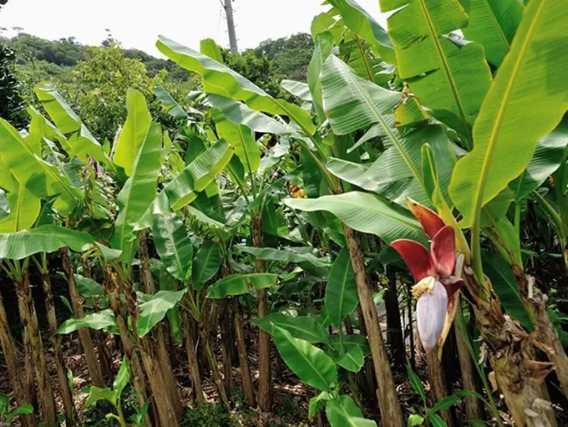 Column: To Save Okinawa's Bashofu - Scientists Move Forward to a ...
