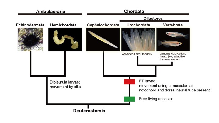 Superphyla.png | Okinawa Institute of Science and Technology OIST