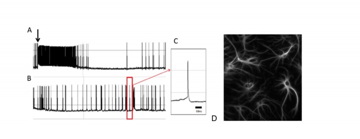 bmbu FY2012 Annual Report | Okinawa Institute of Science and Technology ...