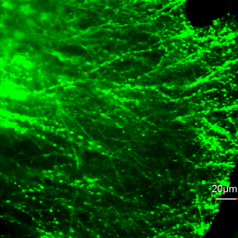 bmbu FY2015 Annual Report | Okinawa Institute of Science and Technology ...