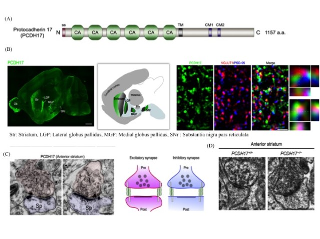 csu FY2012 Annual Report Figure 5 | Okinawa Institute of Science and Technology OIST