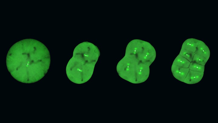 Timelapse images from medaka mitosis | Okinawa Institute of Science and ...