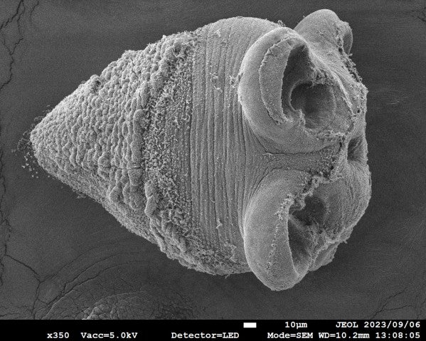 Side view of a Phoreiobothrium cestode | Okinawa Institute of Science ...
