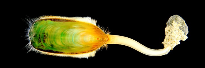 Lingula-Photo-HPI-old.jpg | Okinawa Institute of Science and Technology ...