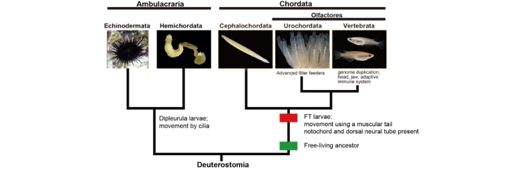 Superphyla.png | Okinawa Institute of Science and Technology OIST