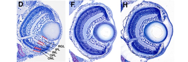 Zebrafish Retina small.jpg | Okinawa Institute of Science and ...