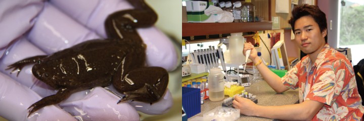 froghead-yasuoka-hpi-IMG_7006_hpi.jpg | Okinawa Institute of Science ...