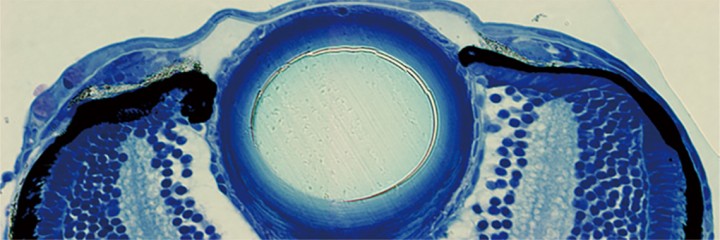 masai-zebrafish-eye-hpi.jpg | Okinawa Institute of Science and ...