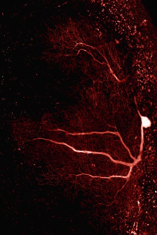 IS23-Double-tree human Purkinje neuron | Okinawa Institute of Science ...