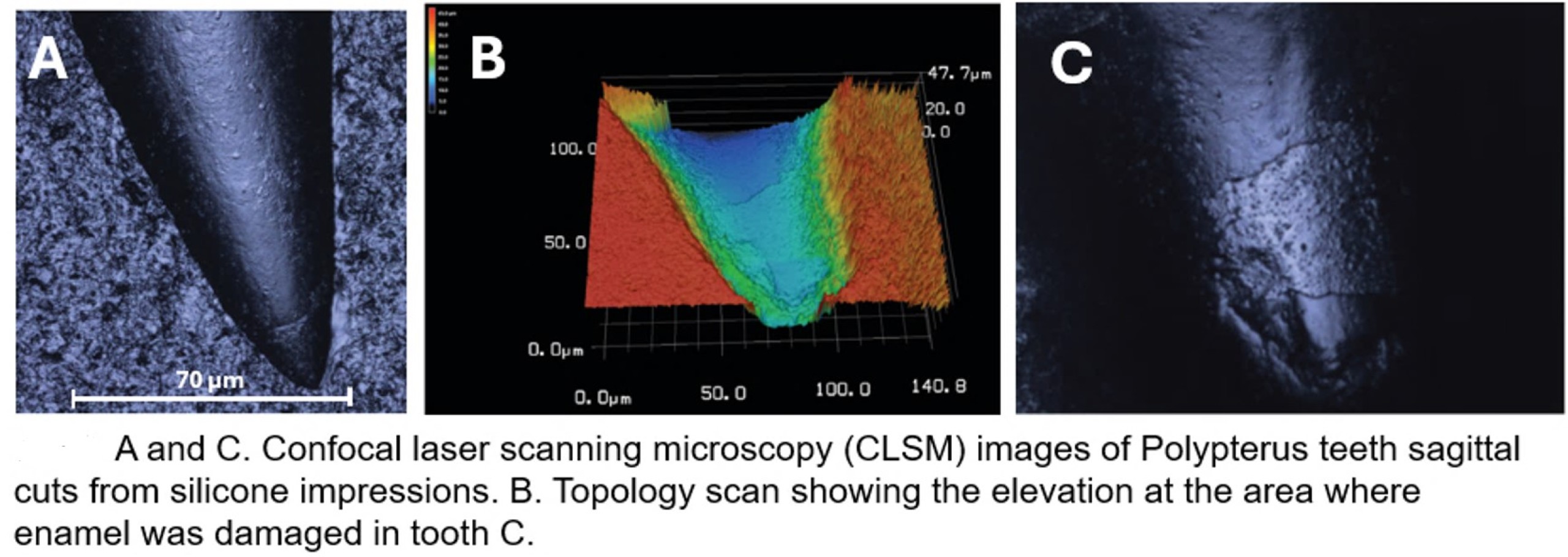 Ray Sallan, DDS | Okinawa Institute of Science and Technology OIST