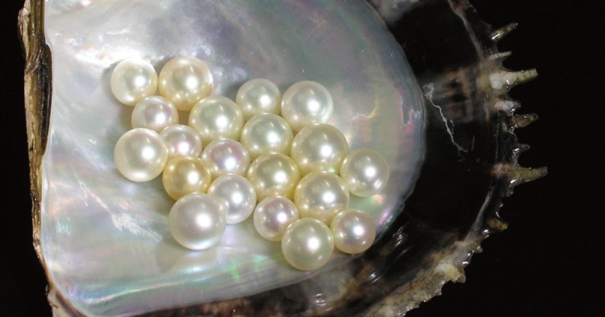OIST Scientists Decode the Pearl Oyster Genome | Okinawa Institute of ...