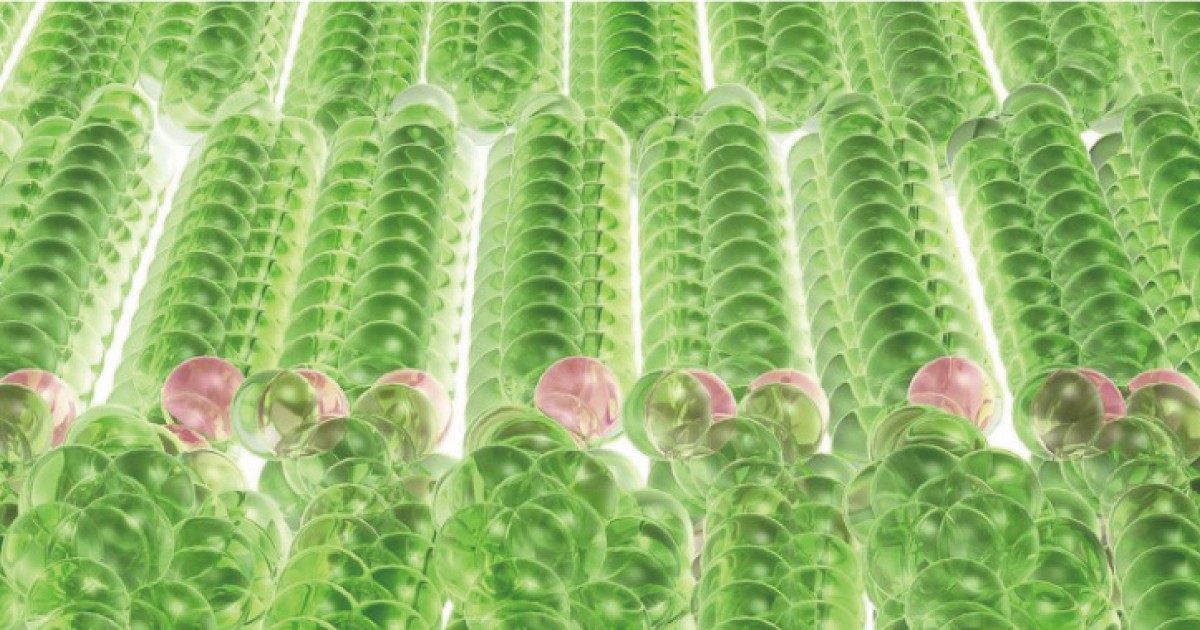 Skin-Deep Secrets | Okinawa Institute of Science and Technology OIST