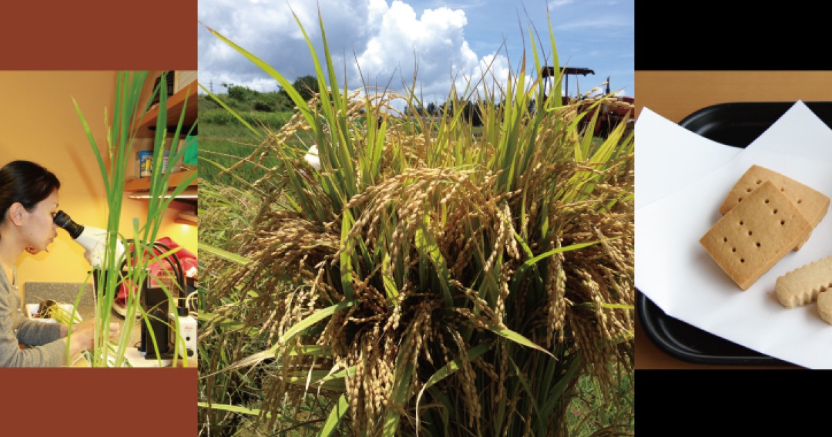 2014-03-26-nanshoku-mai-hpi.jpg | Okinawa Institute of Science and ...