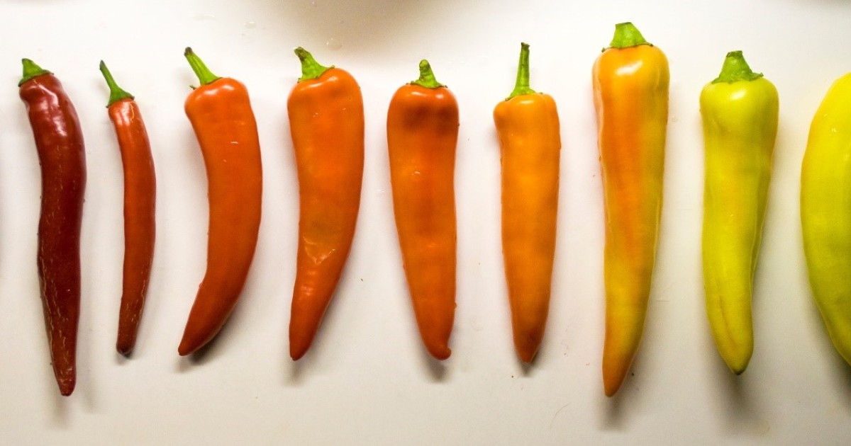 2016-03-25-HPI-Pepper-Scale.jpg | Okinawa Institute of Science and ...