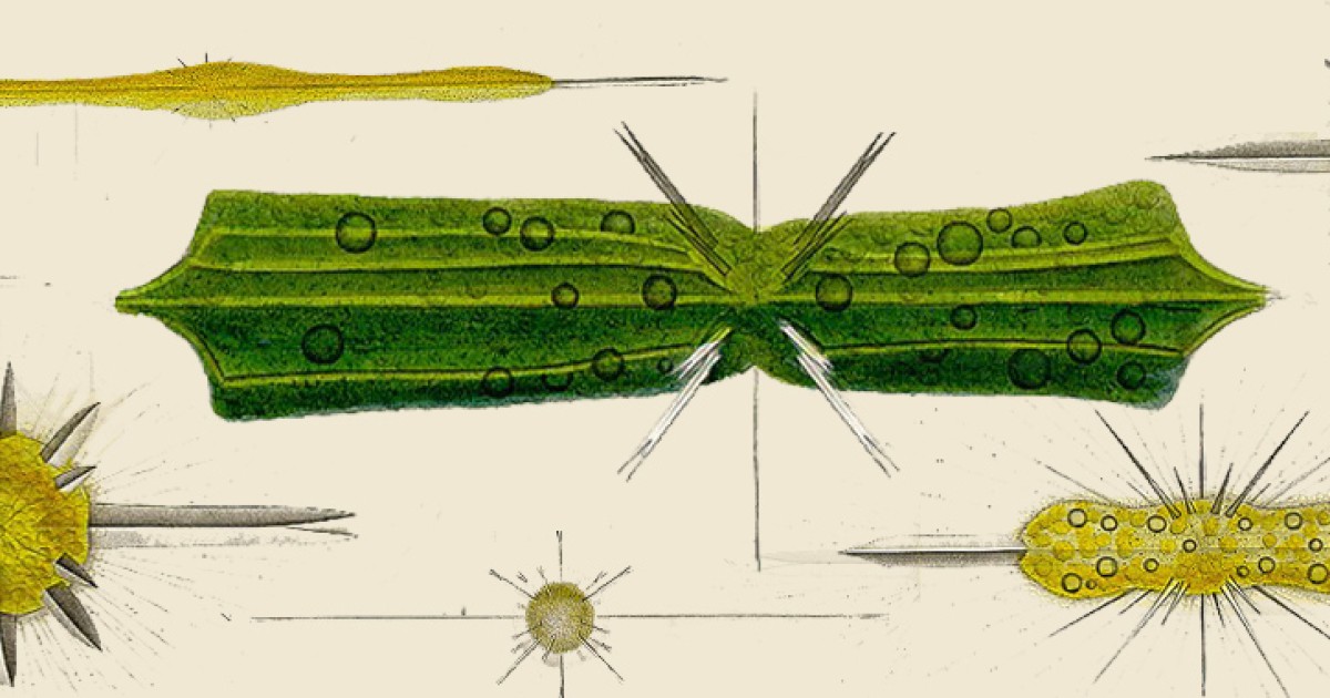 20180423-plankton-symbiosis-banner-3.jpg | Okinawa Institute of Science ...