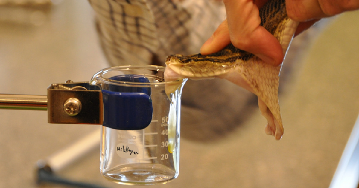 Mysteries of Okinawan Habu Venom Decoded | Okinawa Institute of Science ...