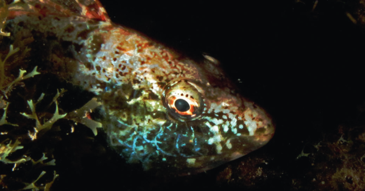 Bigger Eyes but Reduced Brain Power in Nocturnal Fishes | Okinawa ...