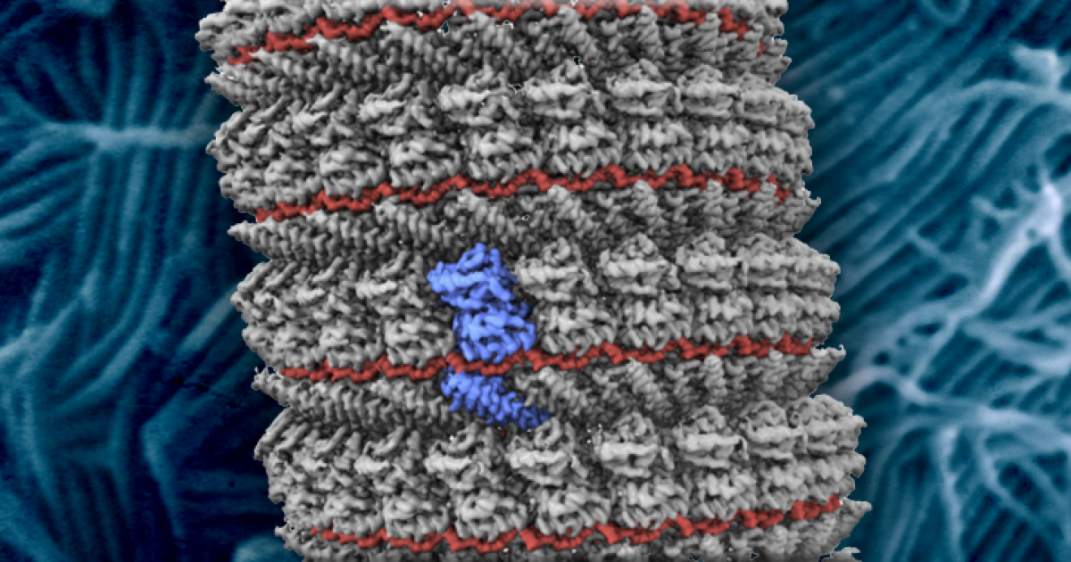 Picture Perfect: Researchers Gain Clearest Ever Image of Ebola Virus ...