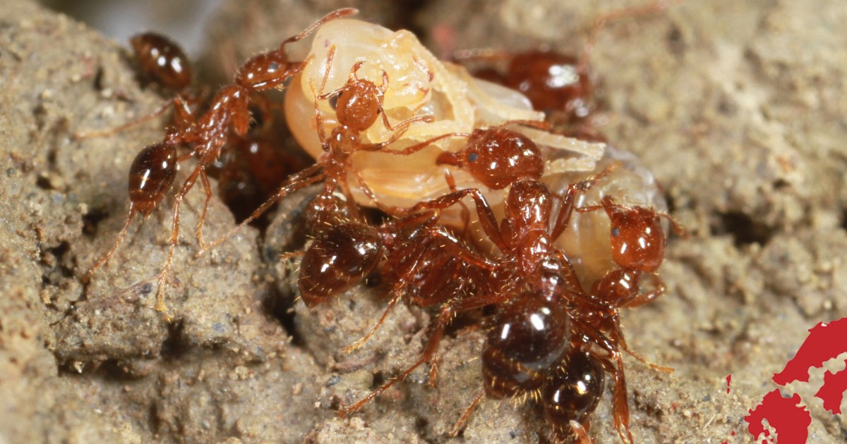 A Four-way Collaboration Combatting Fire Ants | Okinawa Institute of ...