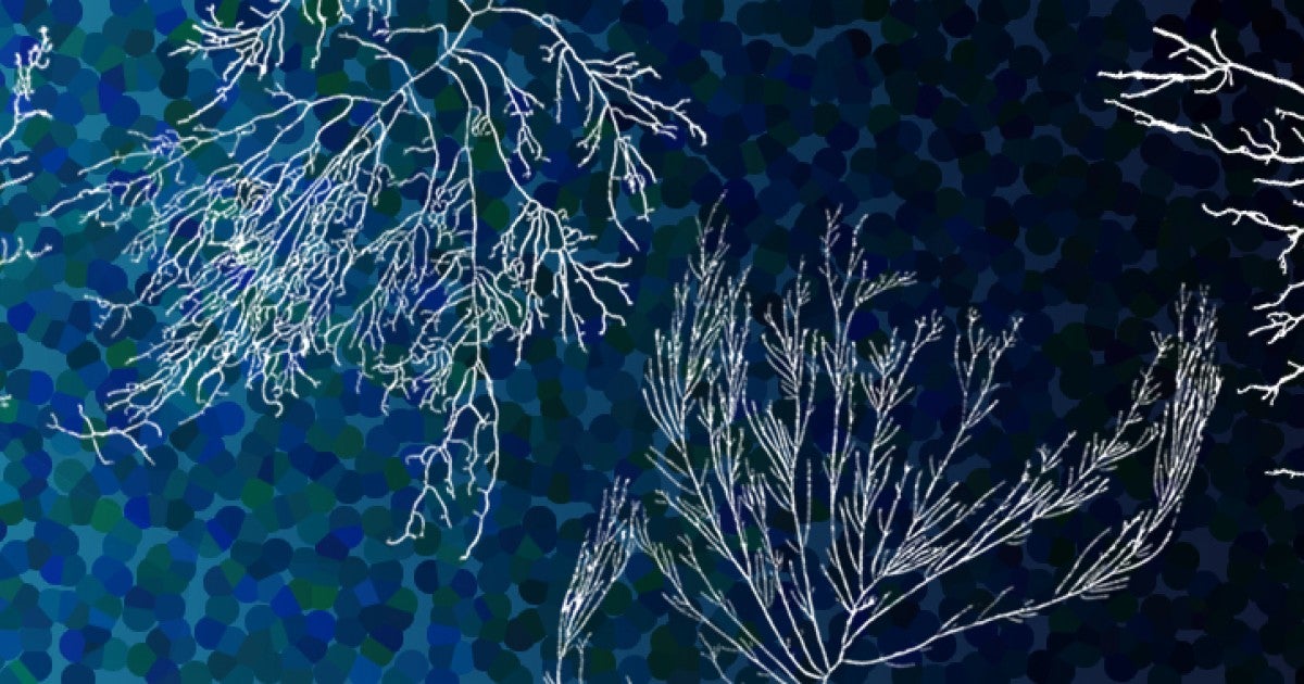 Genome study opens pathway toward sustainable edible seaweed | Okinawa ...