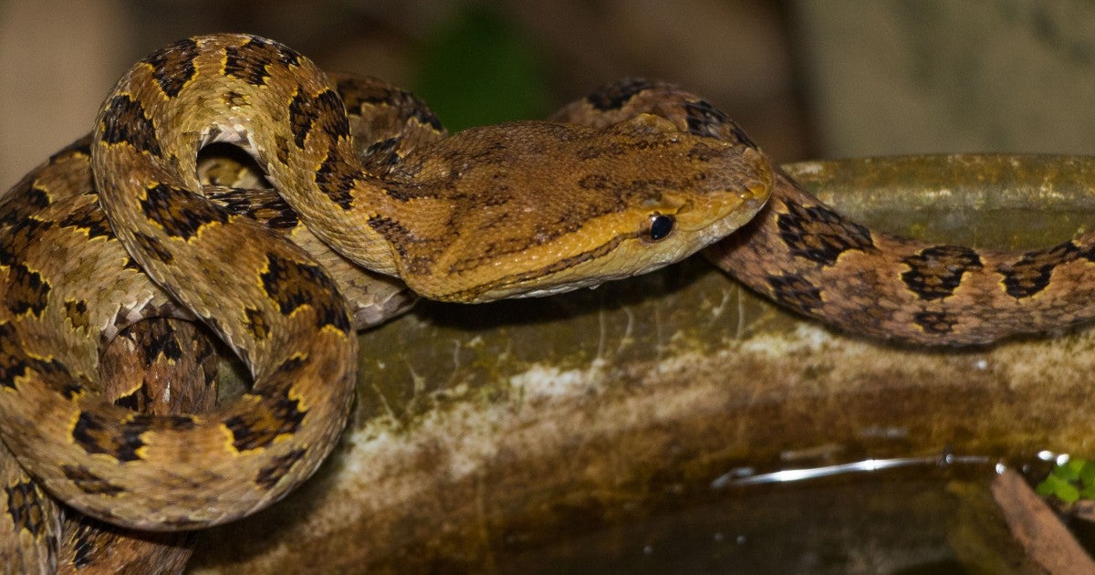 A mouse’s bite holds venomous potential, finds new study | Okinawa ...