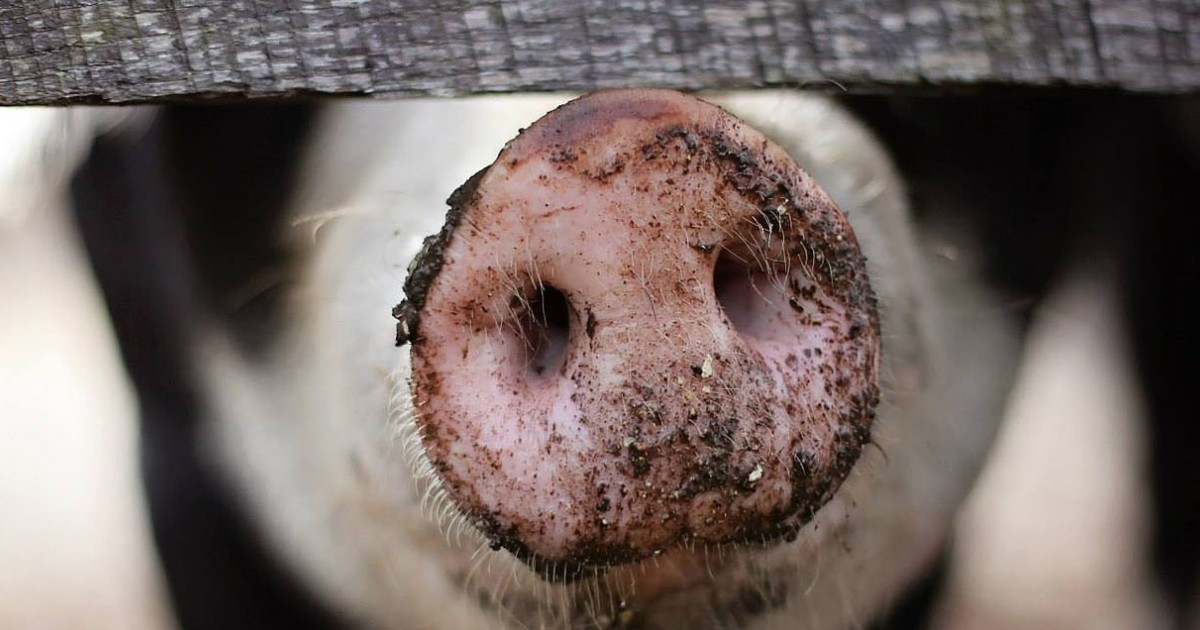 Value from sewage? New technology makes pig farming more ...